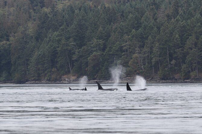 Whale Watching Adventure from Vancouver BC - The Cost and Overall Value