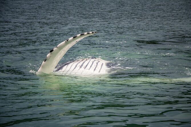 Whale Watching Adventure in Juneau - An In-Depth Look at the Whale Watching Tour