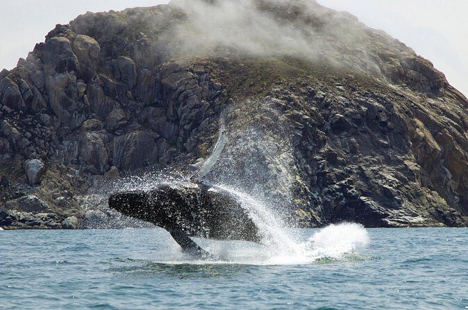 Whale Watching Adventure in Morro Bay - Authentic Encounters and Honest Observations