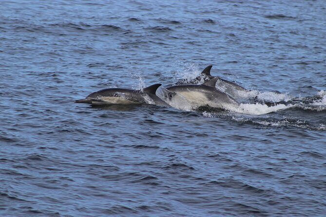 Whale Watching Adventure in Morro Bay - Who Should Consider This Tour?
