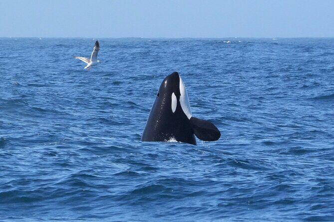 Whale Watching Adventure in Morro Bay - Final Thoughts