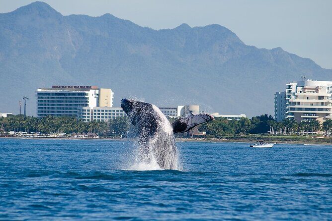 Whale Watching Adventure In Puerto Vallarta - The Sum Up: Why This Tour Stands Out