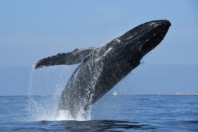 Whale Watching Adventure - leaded by marine biologist. - Authentic Experiences and Tips from Reviews