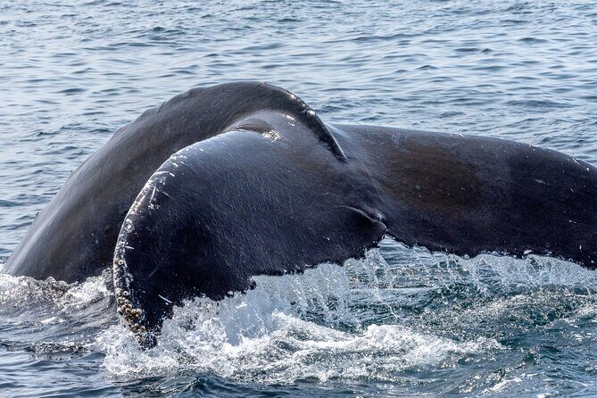 Whale Watching Adventure -Speed Boat & Small Group - The Sum Up