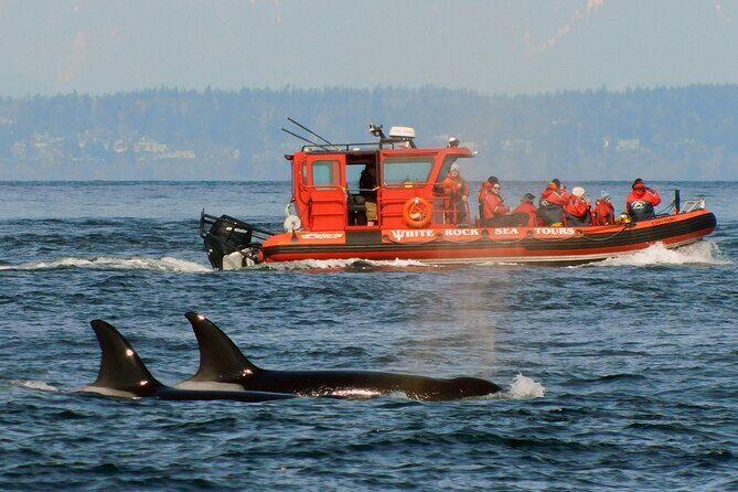 Whale Watching Adventure Vancouver - An Introduction to Vancouver’s Whale Watching Tour