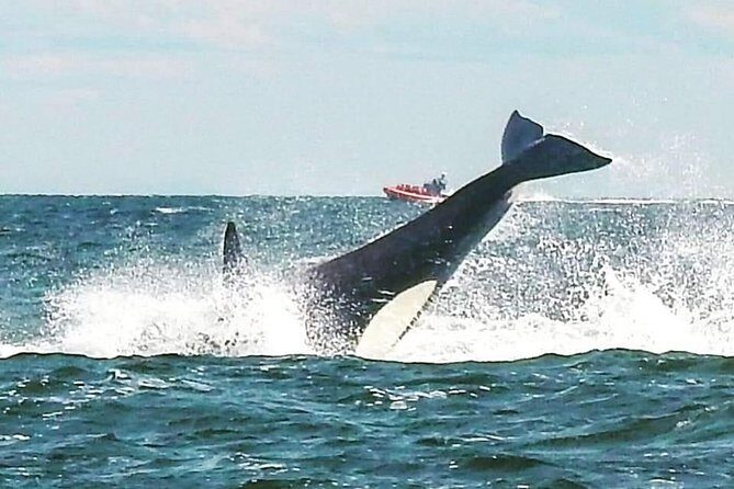 Whale Watching Adventure Vancouver - Authentic Experiences and Real-World Insights