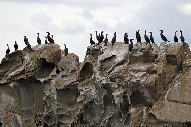 Whale Watching Adventure Vancouver - Practical Tips for Your Trip