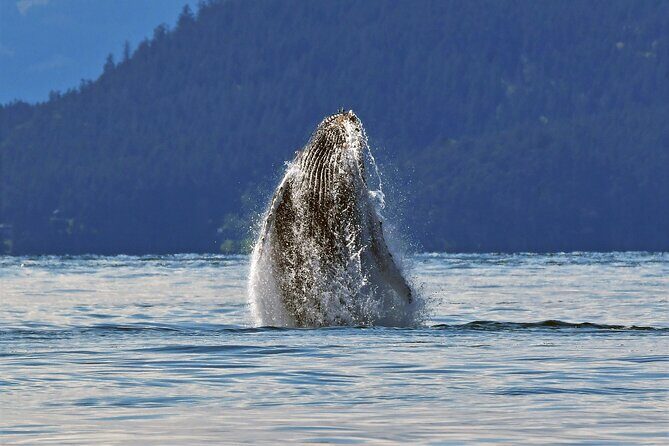 Whale Watching Adventure Vancouver - Final Thoughts: Is It Worth It?