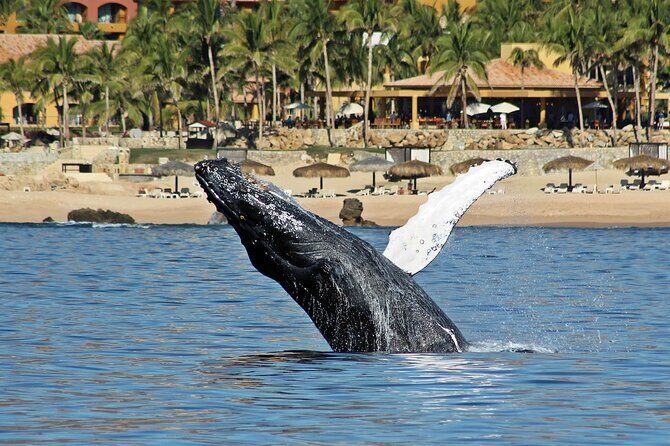 Whale Watching Amazing Adventure - Practical Details That Make a Difference