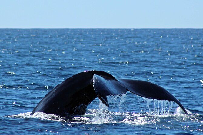 Whale Watching Amazing Adventure - FAQ