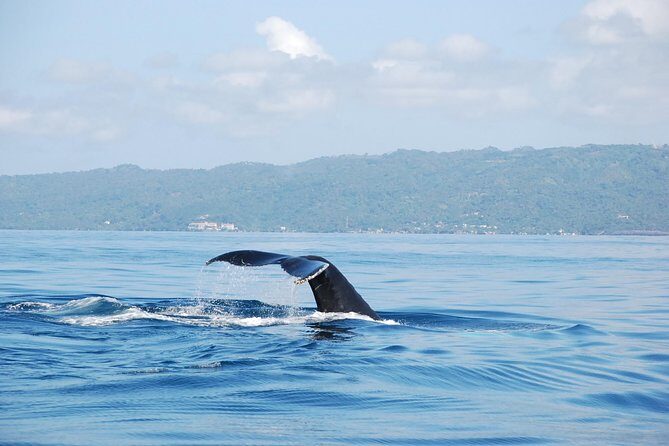 Whale Watching and Bacardi Island day trip from Punta Cana - An In-Depth Look at the Experience