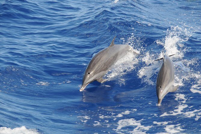 Whale Watching and Dolphin Spotting Cruise - Key Points