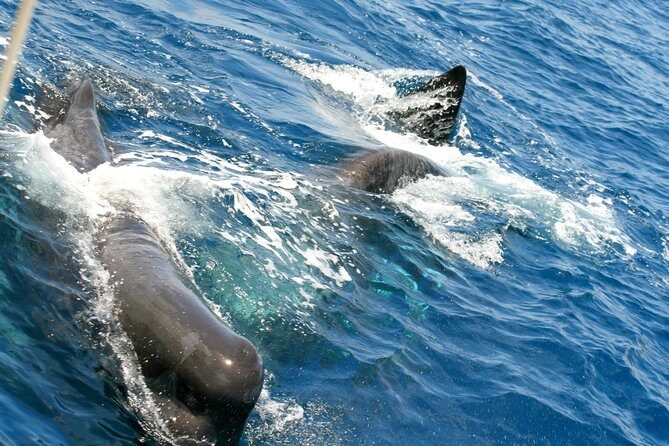 Whale Watching and Dolphin Spotting Cruise - Final Thoughts: Is This Tour Worth It?