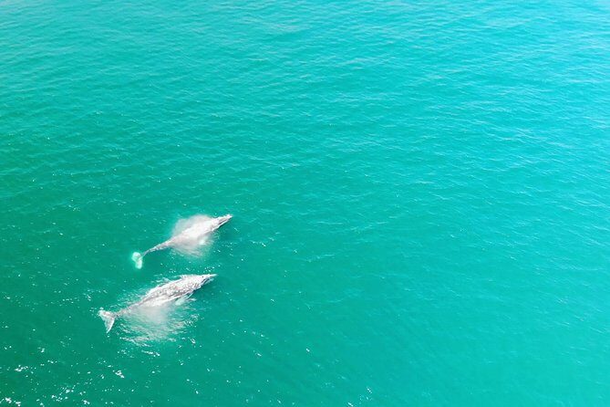 Whale Watching and Fishing Combination Excursions - The Experience: What You Can Expect