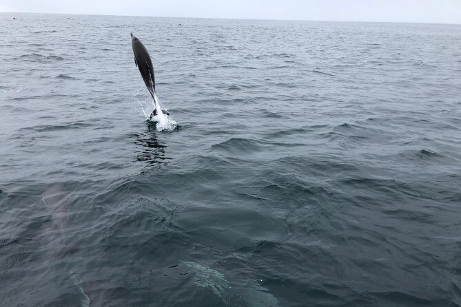 Whale Watching and Fishing Combination Excursions - Authentic Reviews: What Travelers Say