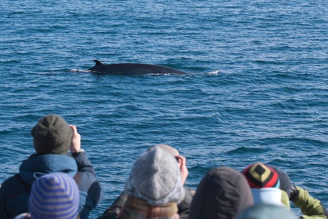 Whale Watching and Golden Circle Tour from Reykjavik - What’s Included and What to Expect
