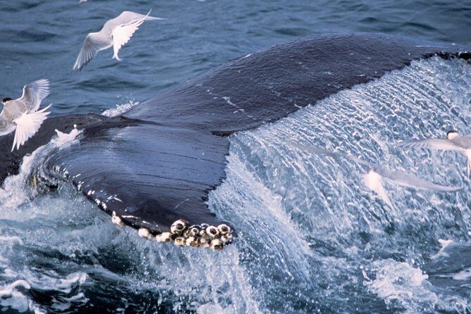 Whale Watching and Golden Circle Tour from Reykjavik - FAQ