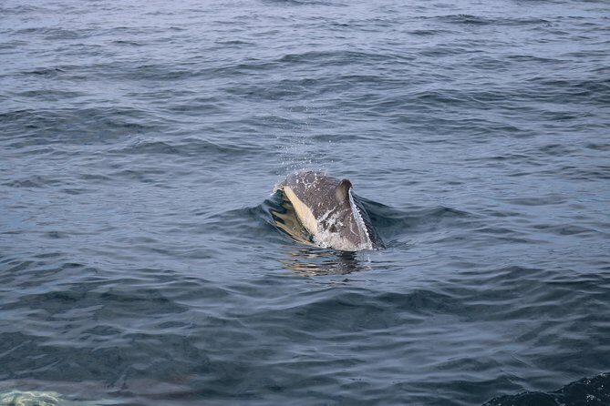 Whale Watching and Jeep Tour - An In-Depth Look at the Tour Experience