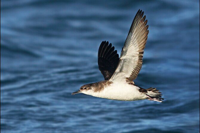 Whale Watching and Marine Life Tour in Reykjavik - Duration and Price Point