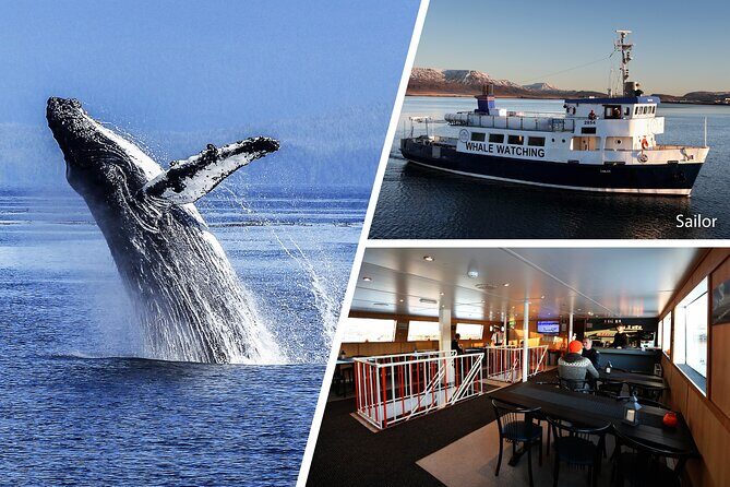 Whale Watching and Marine Life Tour in Reykjavik - Review Highlights and Authentic Voices