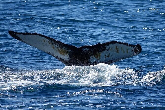 Whale Watching and Marine Life Tour in Reykjavik - Practical Tips for Travelers