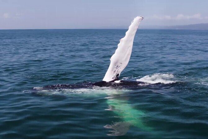 Whale watching and Montana Redonda - FAQ