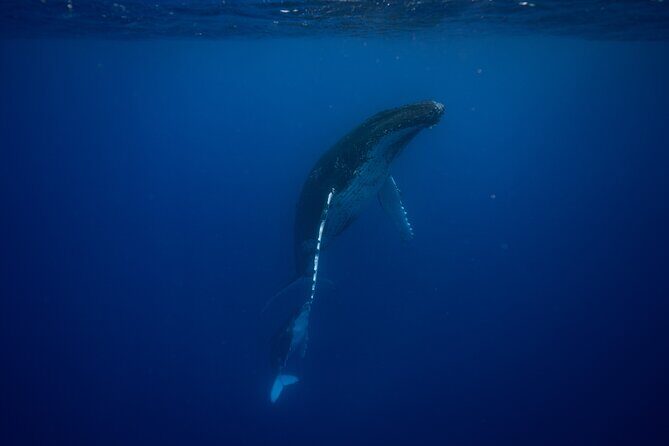 Whale watching and snorkelling in Moorea - Setting the Scene: Where and How
