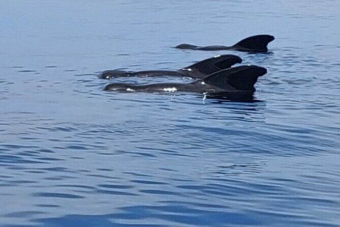 Whale watching and snorkelling in Moorea - The Snorkeling Experience: A Closer Look