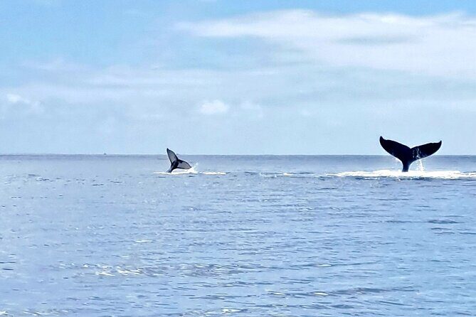 Whale watching and snorkelling in Moorea - Wildlife Encounters Beyond Whales