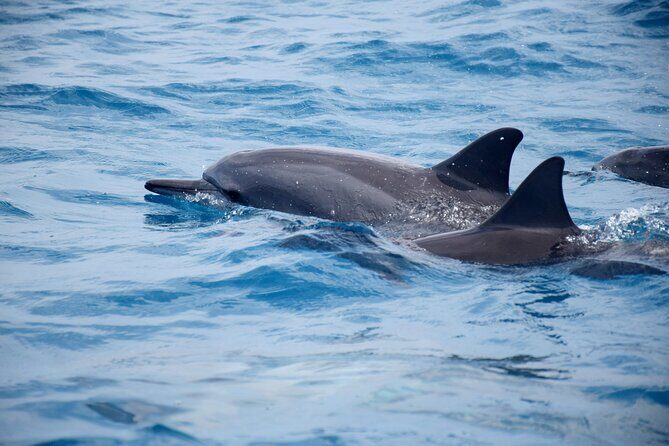 Whale watching and snorkelling in Moorea - The Value Proposition: Price and Experience