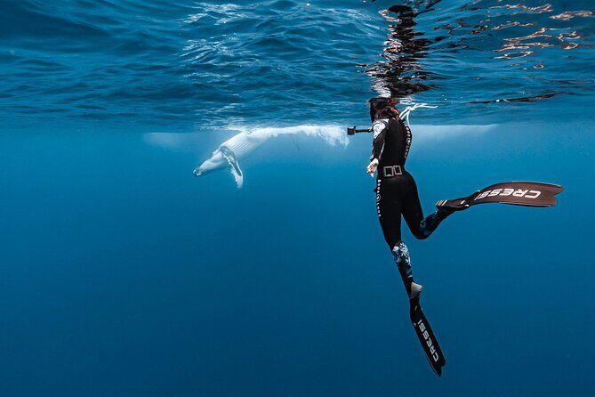 Whale watching and snorkelling in Moorea - Weather and Cancellation Policy