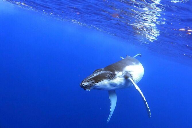 Whale watching and snorkelling in Moorea - Practical Tips for Travelers