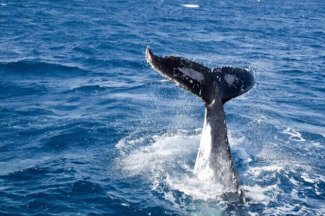 Whale Watching and Wildlife Cruise Townsville and Magnetic Island - Who Will Love This Tour?