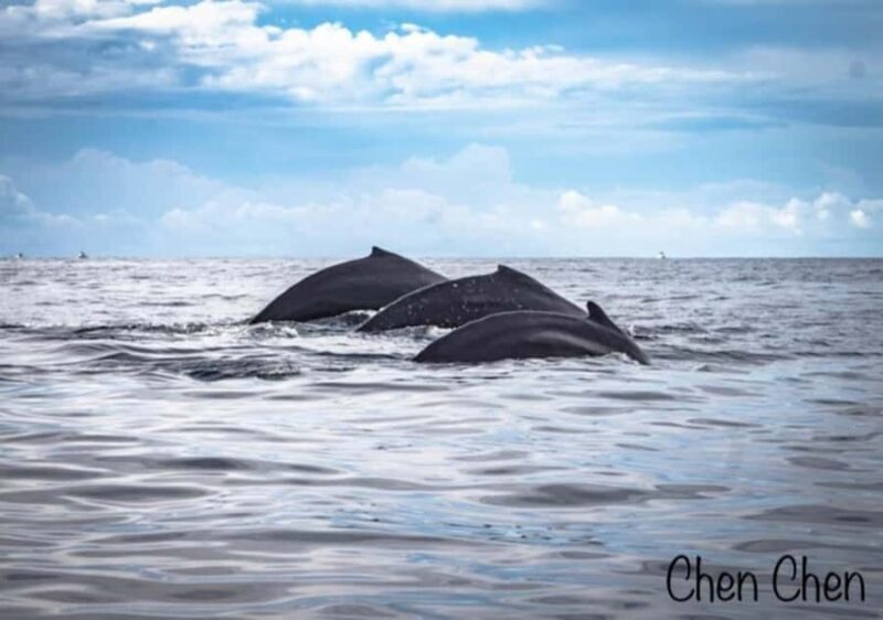 Whale Watching At The Sea of Cortez - An In-Depth Look at the Whale Watching Experience