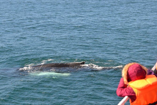 Whale Watching & ATV Adventure from Reykjavik - Key Points