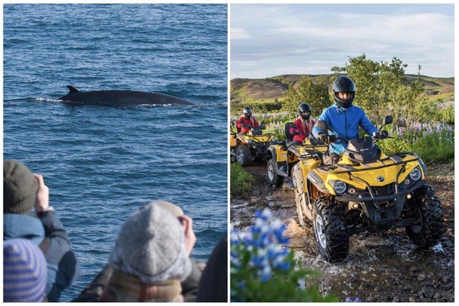 Whale Watching & ATV Adventure from Reykjavik - Discovering Iceland’s Wild Side: A Detailed Look at the Tour