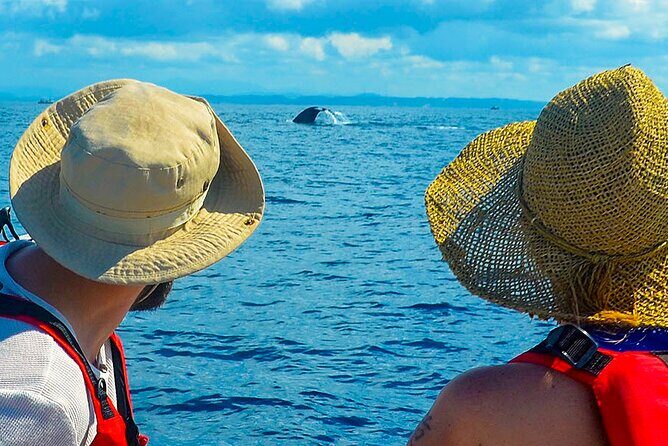 Whale Watching Boat Tour from Ahungalla - Key Points