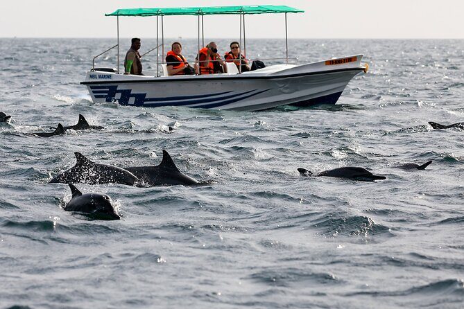 Whale Watching Boat Tour from Ahungalla - Who Would Enjoy This Tour?