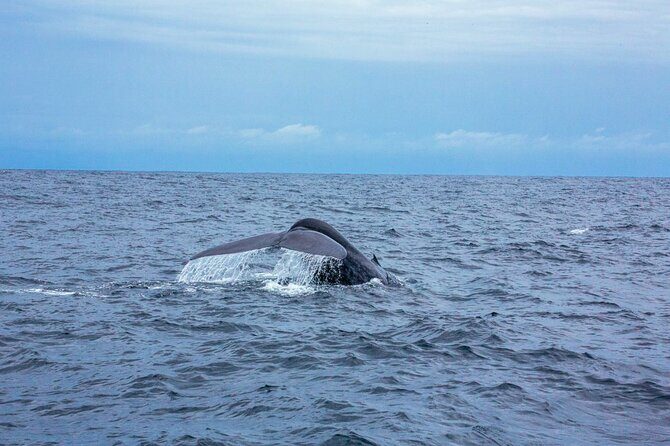 Whale Watching Boat Tour from Galle - Practical Tips for Booking and Enjoying Your Tour