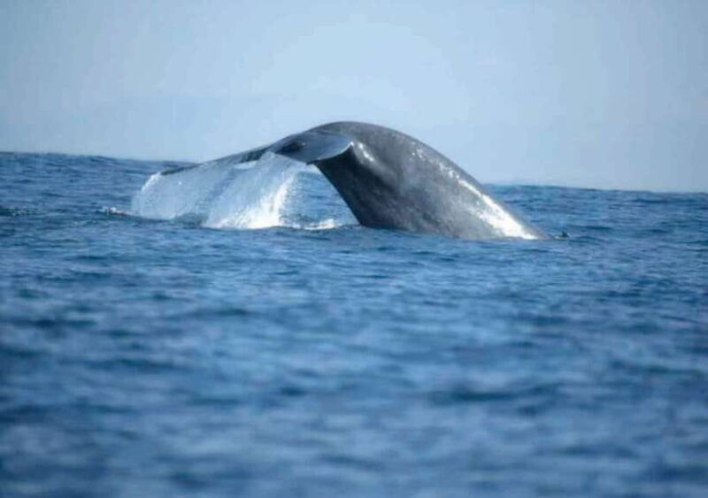 Whale Watching Boat Tour from Galle - What You Can Expect