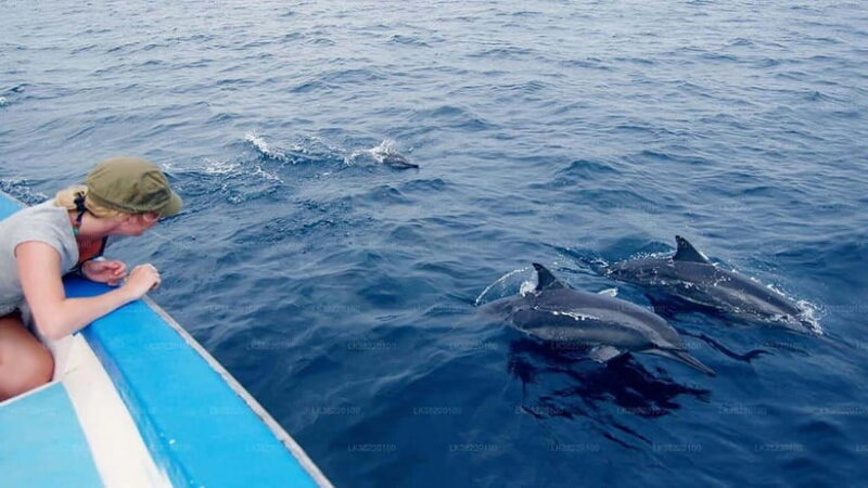 Whale Watching Boat Tour from Galle - Authentic Encounters and Environmental Trust