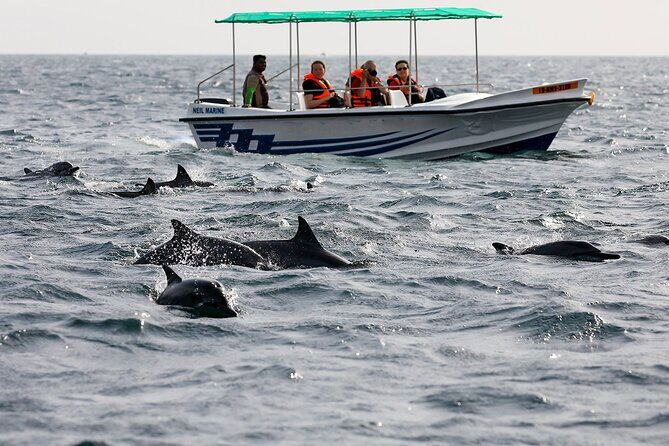 Whale Watching Boat Tour from Talpe - Key Points