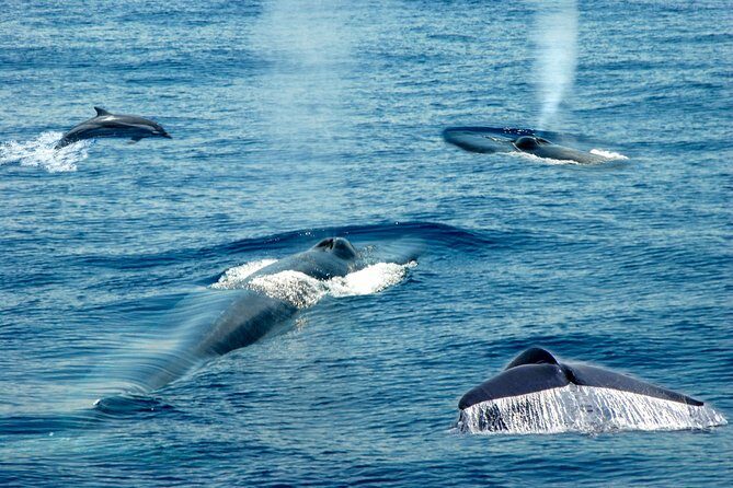 Whale Watching Boat Tour from Talpe - Why This Tour Might Be Worth It
