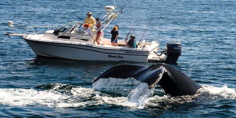 Whale Watching Boat tour in Trincomalee - Who Would Enjoy This Tour?