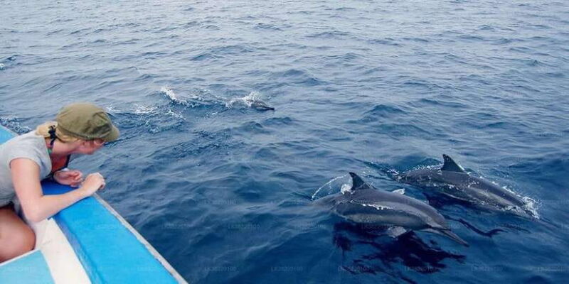 Whale Watching Boat tour in Trincomalee - Final Thoughts