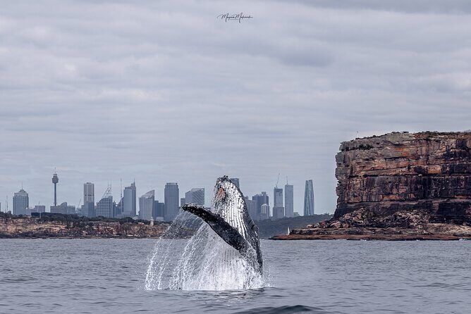 Whale Watching Boat Trip in Sydney - Captivating Marine Encounters: Whale Watching Boat Trip in Sydney
