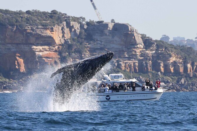 Whale Watching Boat Trip in Sydney - What to Expect on the Whale Watching Boat Trip