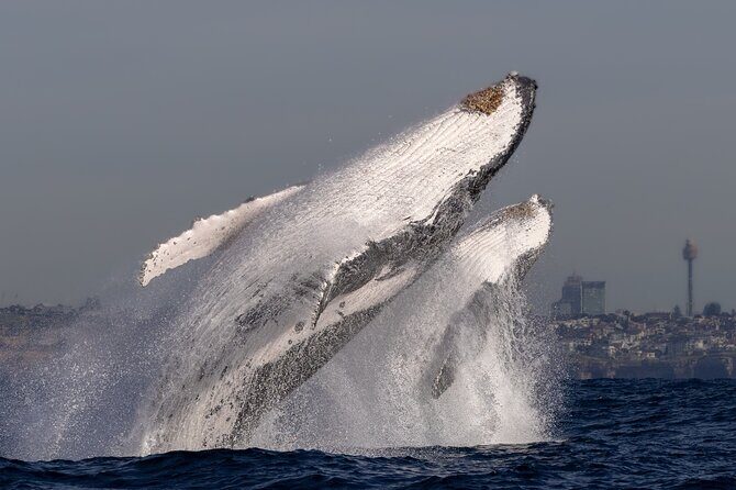 Whale Watching Boat Trip in Sydney - Authentic Experiences from Travelers