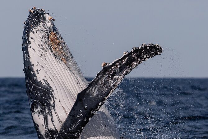 Whale Watching Boat Trip in Sydney - Practical Details for Travelers