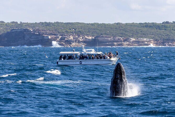 Whale Watching Boat Trip in Sydney - The Sum Up: Who Will Love This Whale Watching Experience?